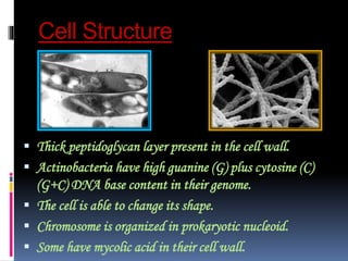 Actinobacteria | PPTX