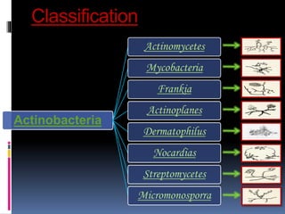 Actinobacteria | PPTX