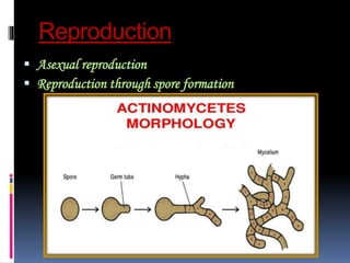 Actinobacteria | PPTX