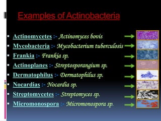 Actinobacteria | PPTX