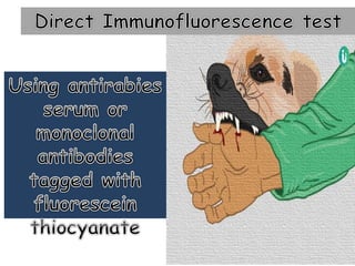 Laboratory diagnoses of RABIES | PPTX