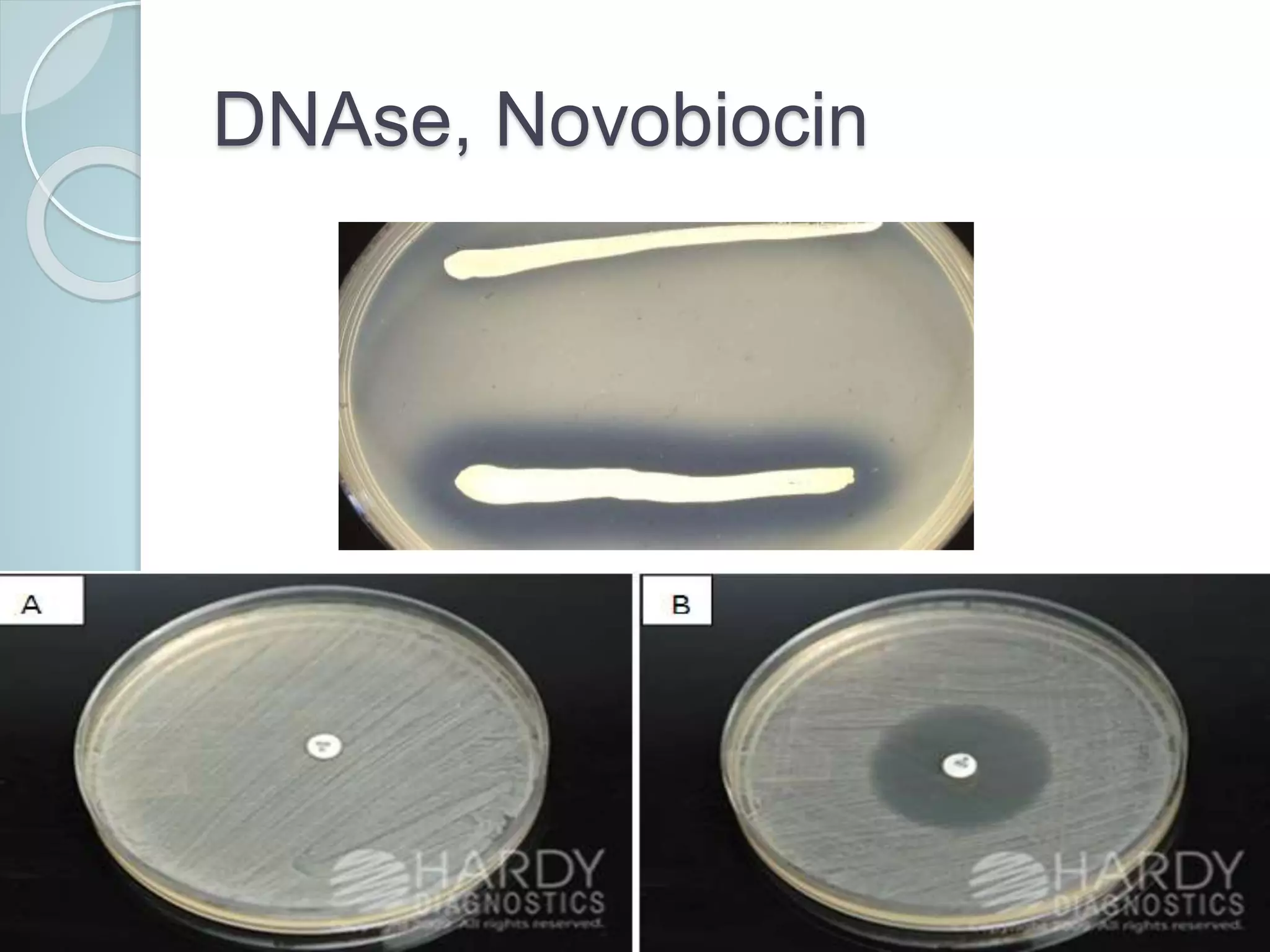 Microbiology staph presentation | PPTX