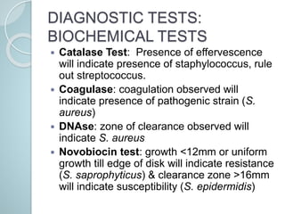 Microbiology staph presentation | PPTX