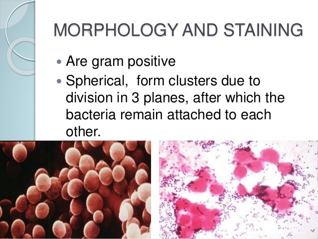 Microbiology staph presentation
