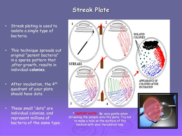 Microbiology Techniques
