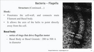 Bacteria: Structure, Morphology, and Cellular Components | PDF