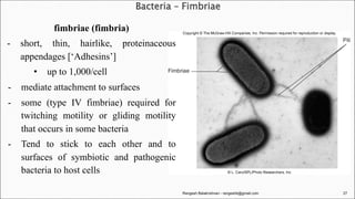 Bacteria: Structure, Morphology, and Cellular Components | PDF