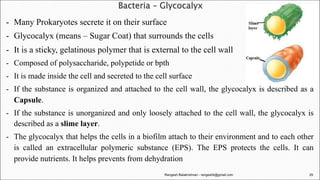 Bacteria: Structure, Morphology, and Cellular Components | PDF