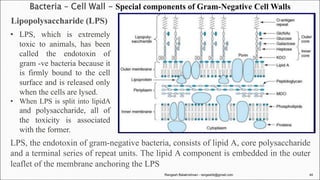 Bacteria: Structure, Morphology, and Cellular Components | PDF