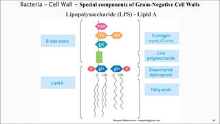Bacteria: Structure, Morphology, and Cellular Components | PDF