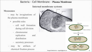 Bacteria: Structure, Morphology, and Cellular Components | PDF