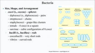 Bacteria: Structure, Morphology, and Cellular Components | PDF