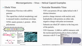 Viruses: Structure, Classification, and Replication | PDF