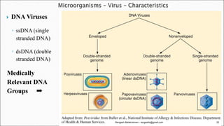 Viruses: Structure, Classification, and Replication | PDF