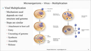 Viruses: Structure, Classification, and Replication | PDF