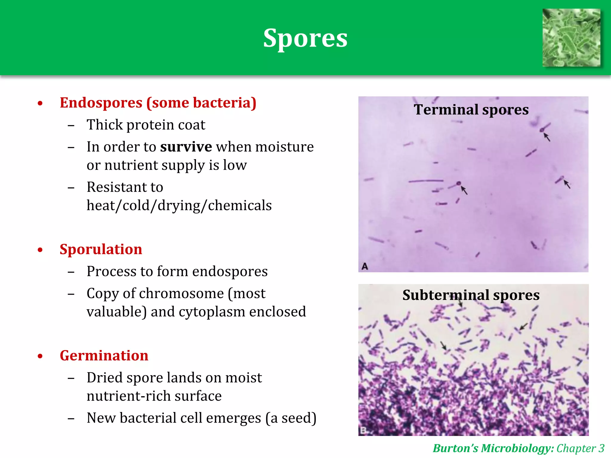 Microbiology Unit 2-3: Bacteria | PPTX