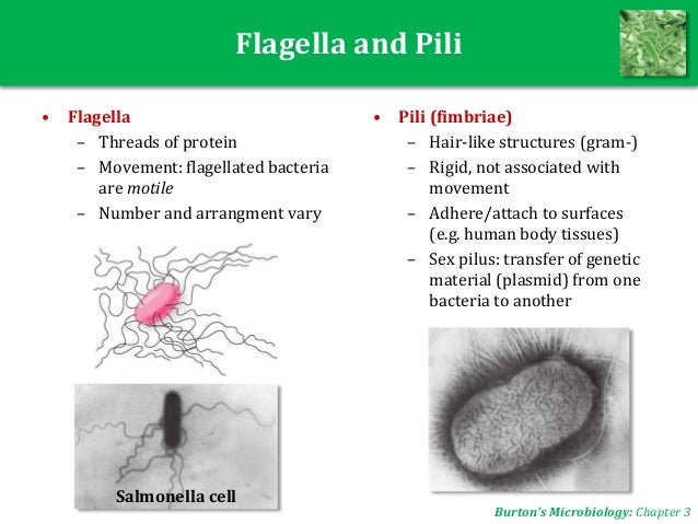 Microbiology Unit 2-3: Bacteria