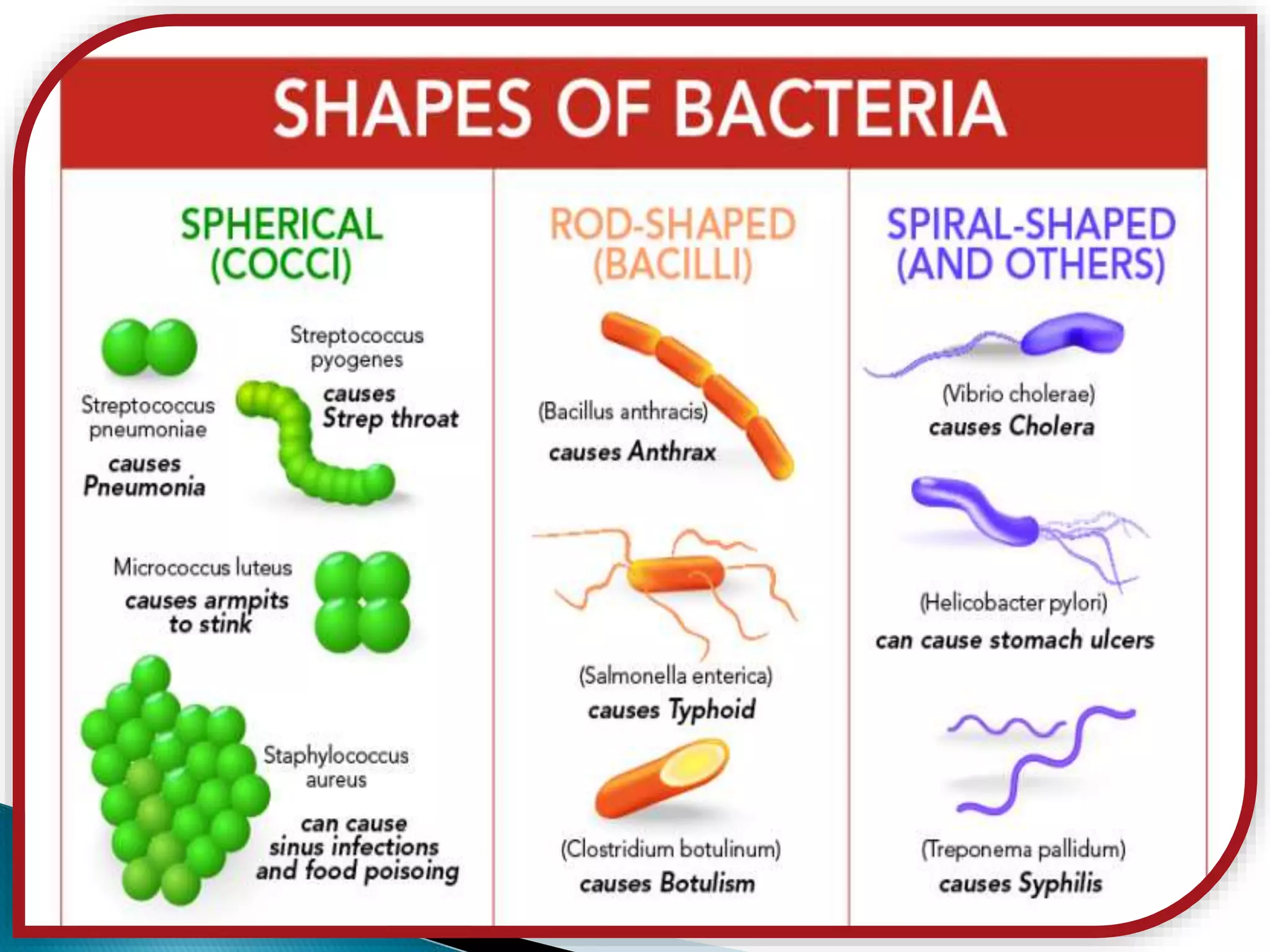 MICROBIOLOGY UNIT 2 MICROORGANISMS.pptx