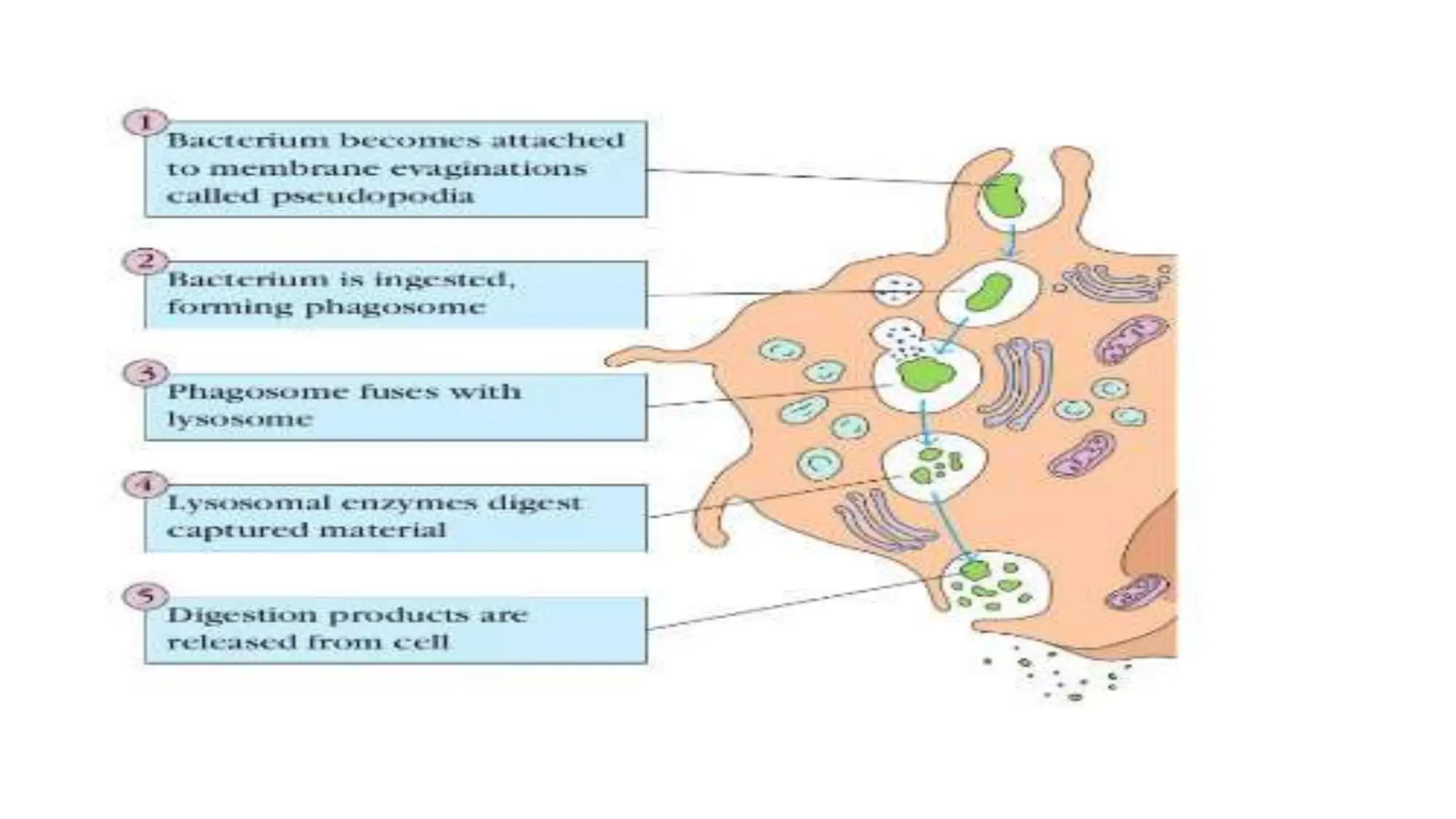 GBSN - Microbiology (Unit 3) Defense Mechanisms of the body | PPTX