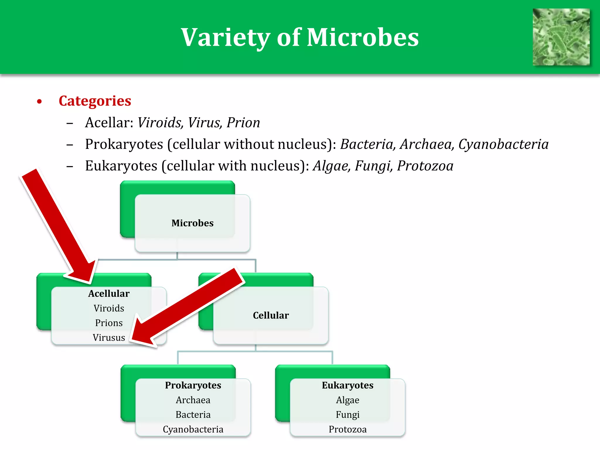 Microbiology UNIT 4: Viruses | PDF