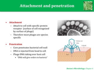 Microbiology UNIT 4: Viruses | PDF