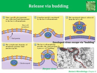 Microbiology UNIT 4: Viruses | PDF