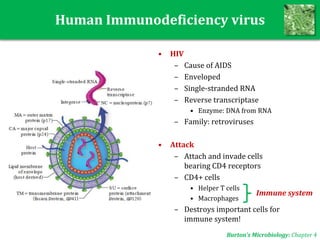 Microbiology UNIT 4: Viruses | PDF