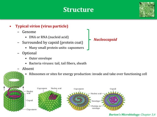 Microbiology Unit 4 Viruses