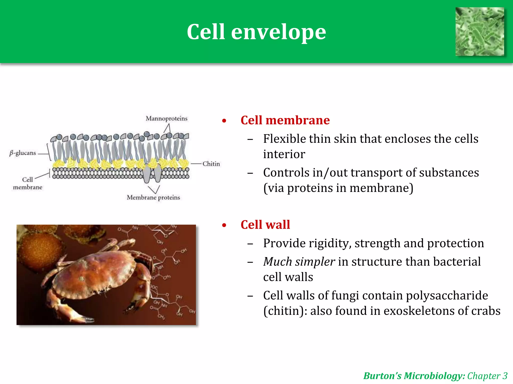 Microbiology UNIT 5: Fungi | PPTX