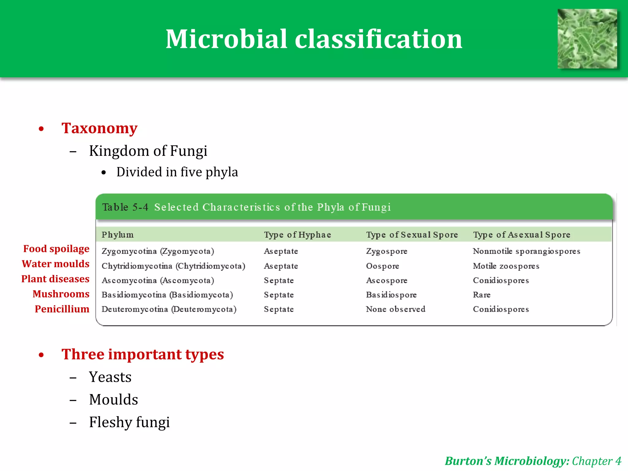 Microbiology UNIT 5: Fungi | PPTX