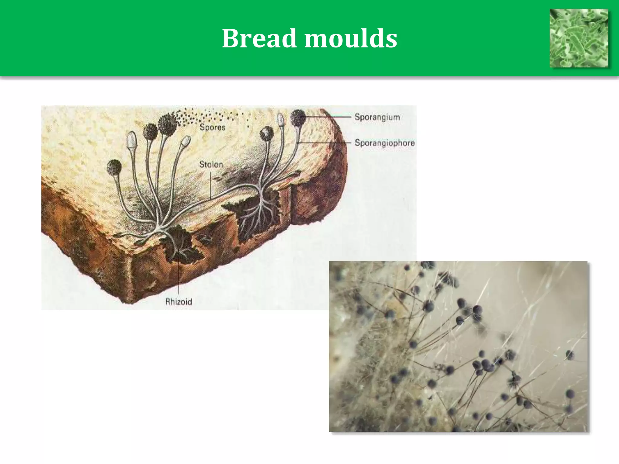 Microbiology UNIT 5: Fungi | PPTX
