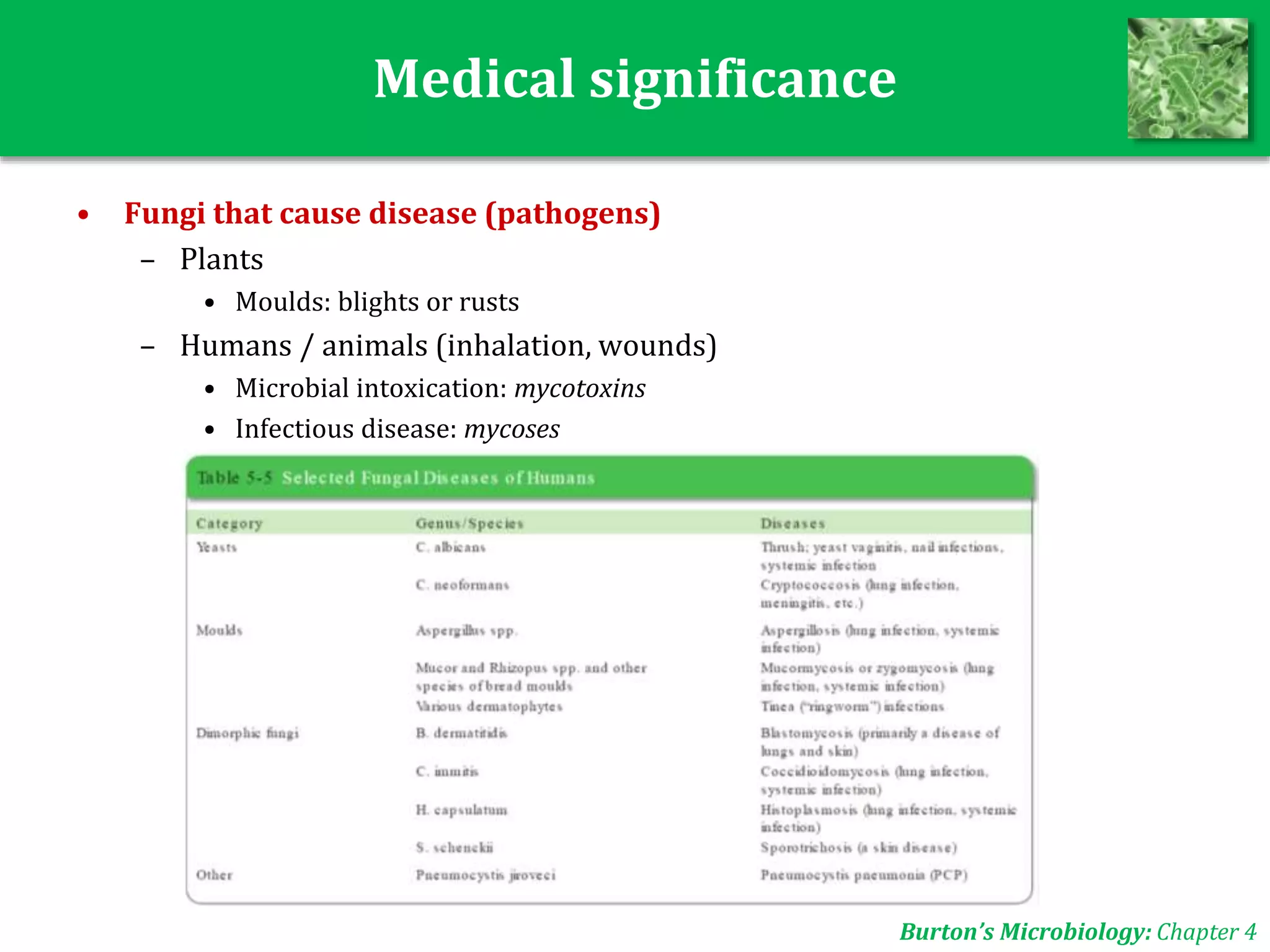 Microbiology UNIT 5: Fungi | PPTX
