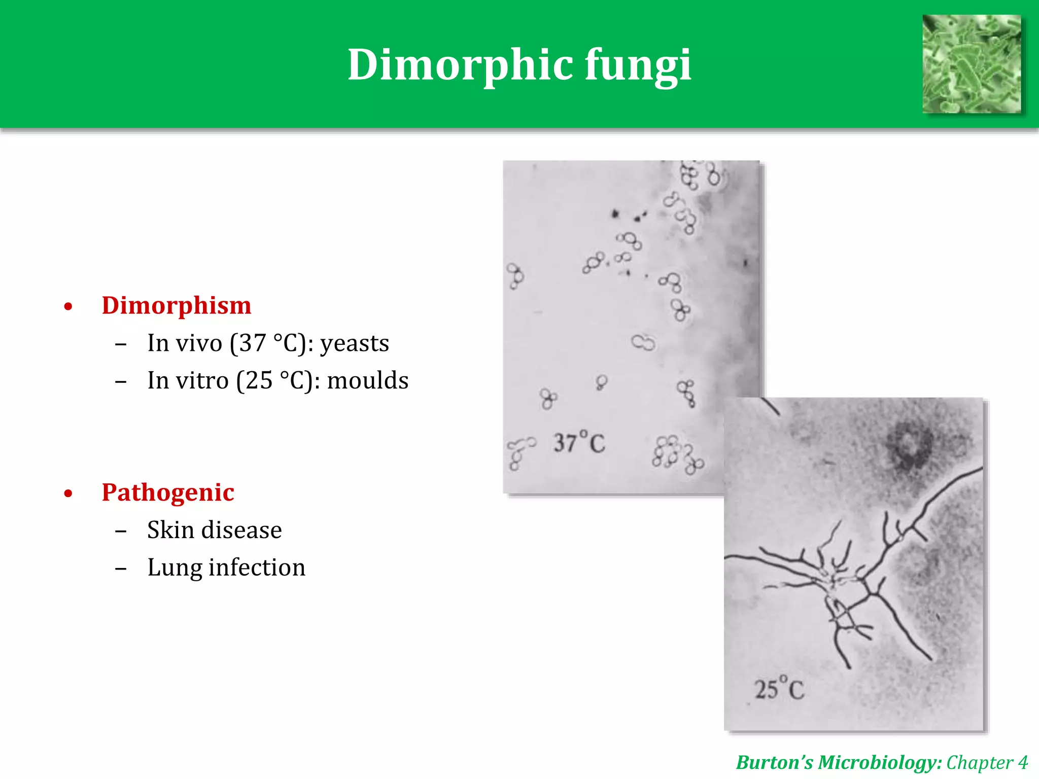 Microbiology Unit 5 Fungi Ppt