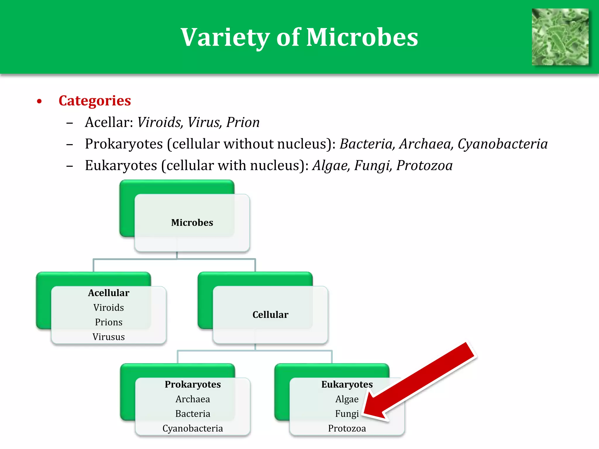 Microbiology UNIT 5: Fungi | PPTX