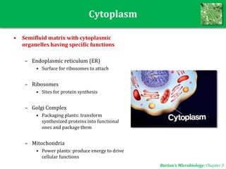 Microbiology UNIT 5: Fungi | PPTX