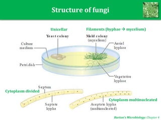 Microbiology UNIT 5: Fungi | PPTX
