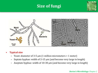 Microbiology UNIT 5: Fungi | PPTX