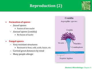 Microbiology UNIT 5: Fungi | PPTX