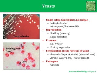 Microbiology UNIT 5: Fungi | PPTX