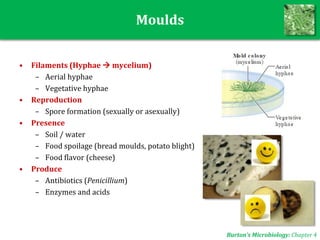 Microbiology UNIT 5: Fungi | PPTX