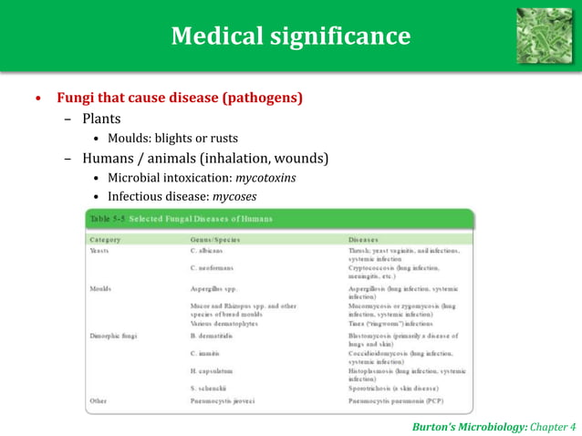 Microbiology UNIT 5: Fungi | PPTX