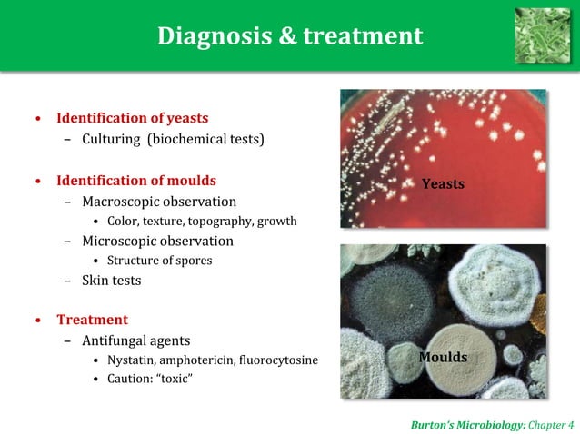 Microbiology UNIT 5: Fungi | PPTX