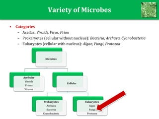 Microbiology UNIT 5: Fungi | PPTX