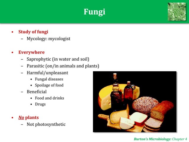 Microbiology UNIT 5: Fungi | PPTX