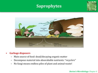 Microbiology UNIT 5: Fungi | PPTX