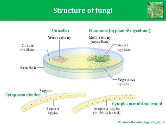 Microbiology Unit 5 Fungi