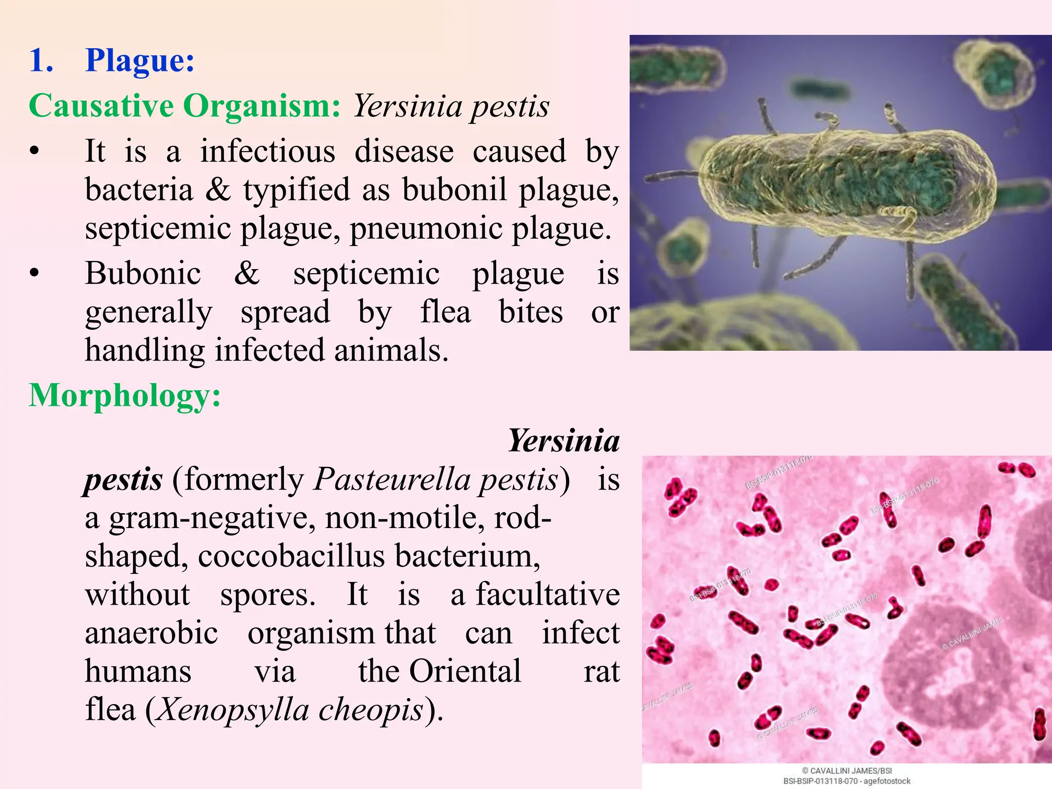 Microbio M4- Bacteria 5. Plague presentation | PPTX