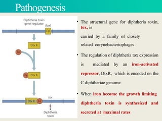 MicrobioM4- Bacteria 6. Diphtheria .pptx
