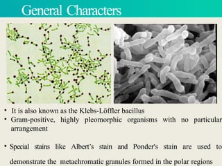 MicrobioM4- Bacteria 6. Diphtheria .pptx
