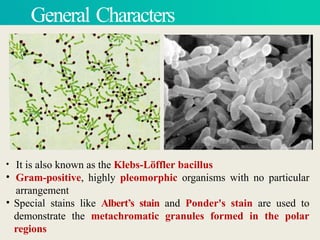 MicrobioM4- Bacteria 6. Diphtheria .pptx